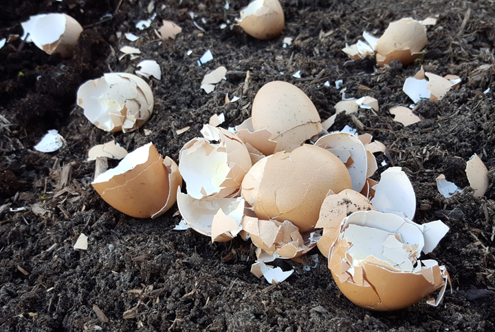 6 Of The Best Eggshell Uses for Women | FabWoman