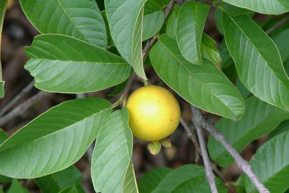 guava-leaves-2-fabwoman-news-style-living-content-for-the-nigerian-woman