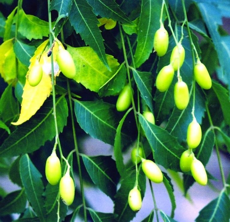 Health Benefits Of Neem Dogoyaro Leaf To Women FabWoman Health Benefits Of Neem Dogoyaro Leaf To Women FabWoman