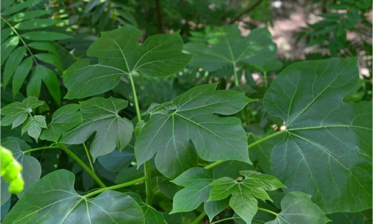 Chaya 'Hospital Too Far Leaf' Health Benefits | Nigeria | Fabwoman