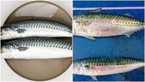 Titus Fish: How To Spot The Difference Btw Fake & Original