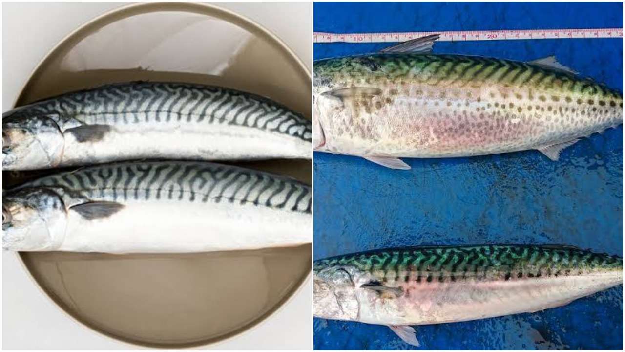 Titus Fish: How To Spot The Difference Btw Fake & Original