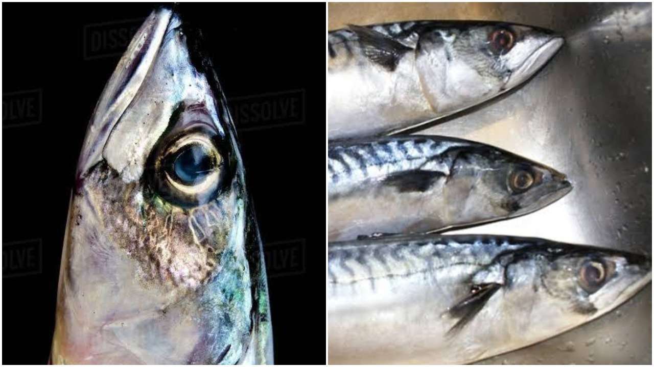 Titus Fish: How To Spot The Difference Btw Fake & Original