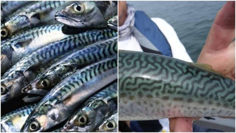 Titus Fish: How To Spot The Difference Btw Fake & Original